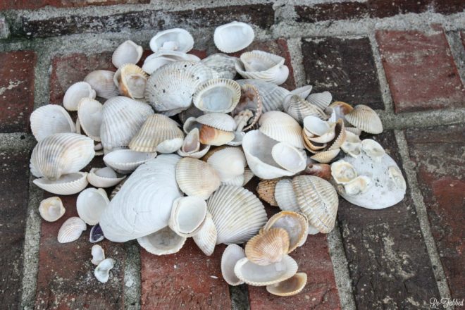 Spray Painted Vacation Sea Shells - Re-Fabbed