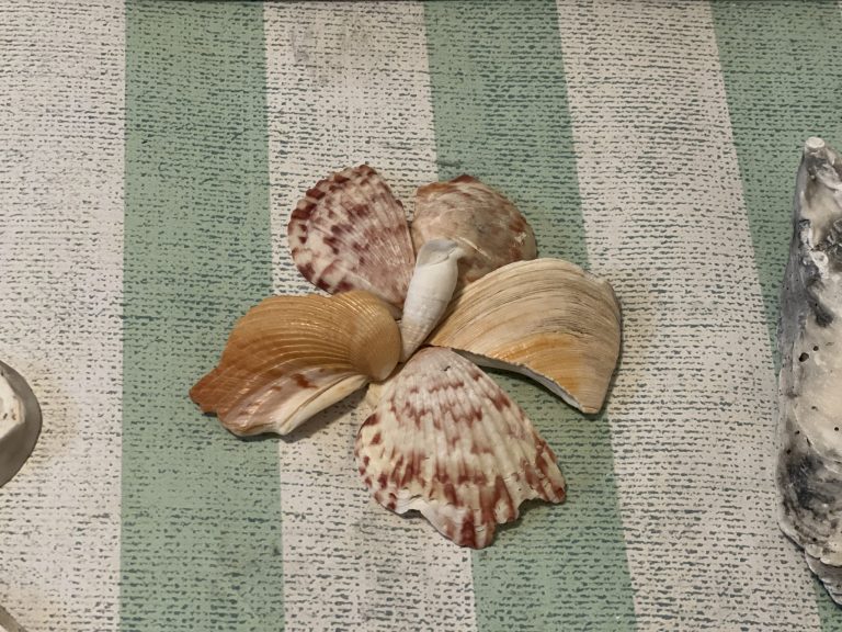 how to make flowers from seashells - Re-Fabbed