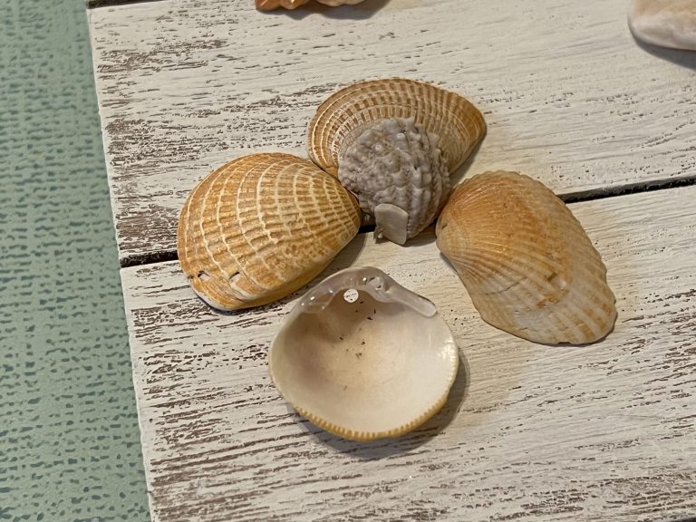 how to make flowers from seashells - Re-Fabbed
