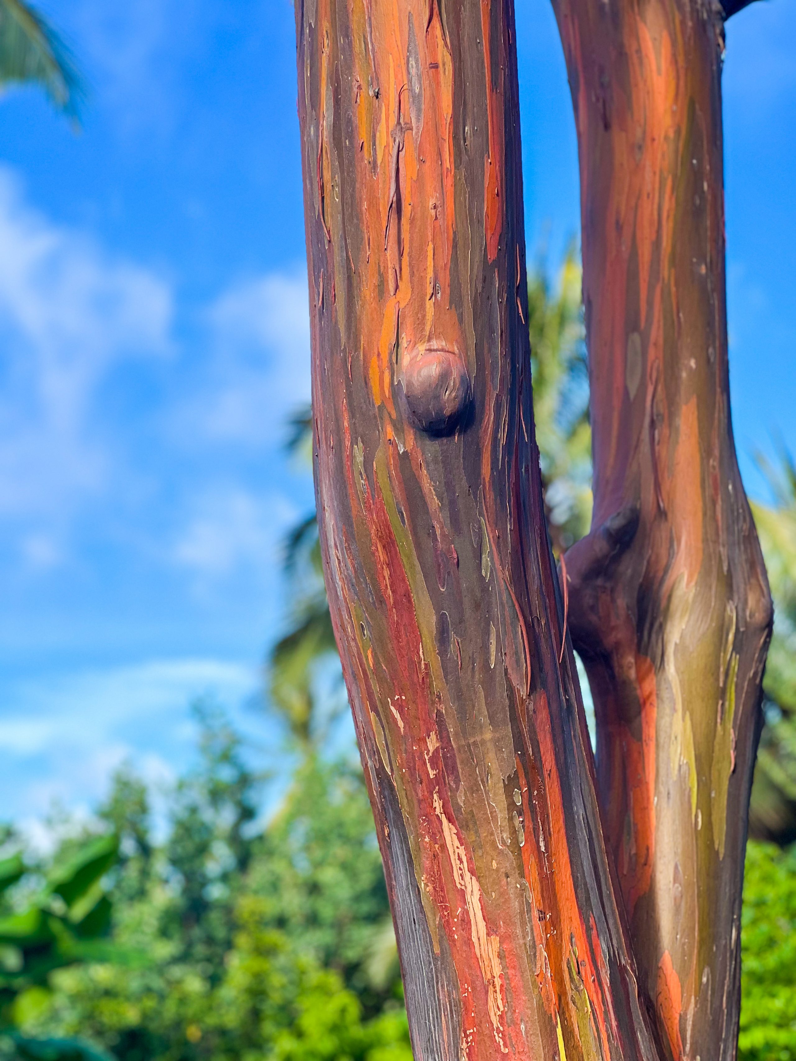 kauai: what to do and see on this beautiful island - Re-Fabbed